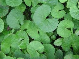 Manfaat Luar Biasa Daun Pegagan ~ Herbal Penyehat Indonesia